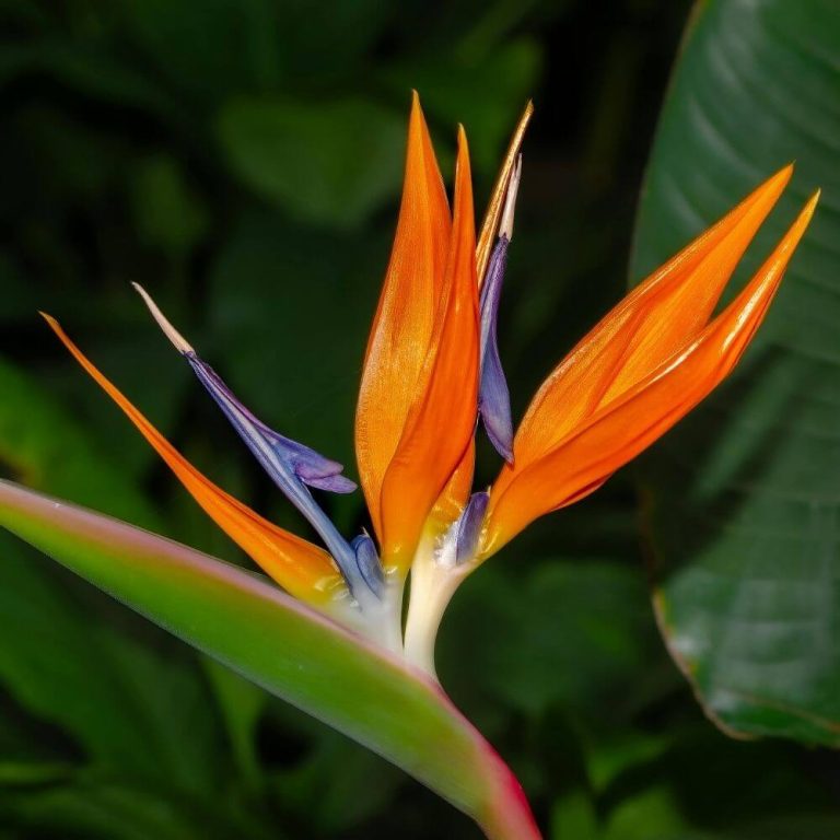 Tropical Flower Names: 40 Bold Blooms That Thrive Anywhere