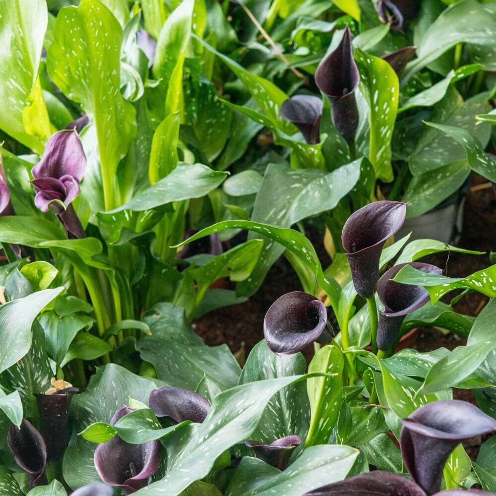 30 Types of Black Flowers (Names and Pictures)