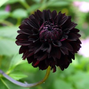 30 Types of Black Flowers (Names and Pictures)