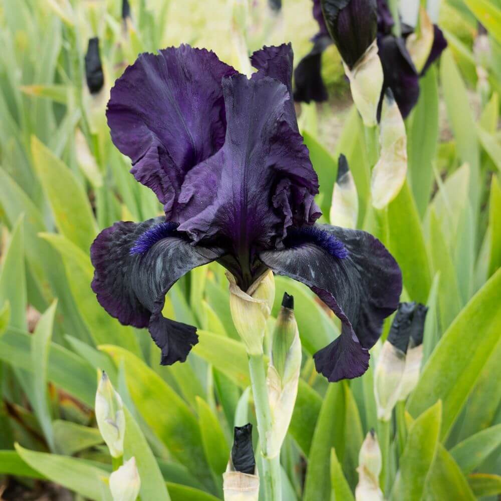 30 Types of Black Flowers (Names and Pictures)