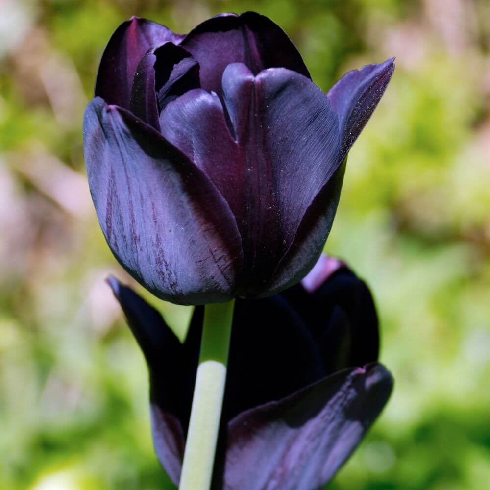 30 Types of Black Flowers (Names and Pictures)