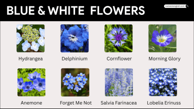 15 Beautiful Blue and White Flowers for Bouquets and Gardens