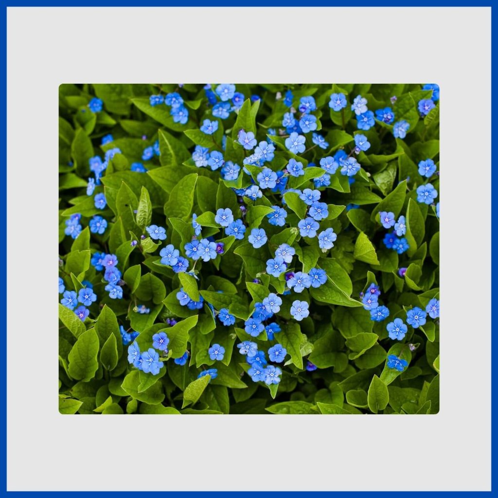 100 Types of Blue Flowers with Pictures: The Ultimate Guide