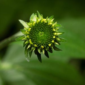 26 Green Flowers: Names, Pictures, List, and Meaning
