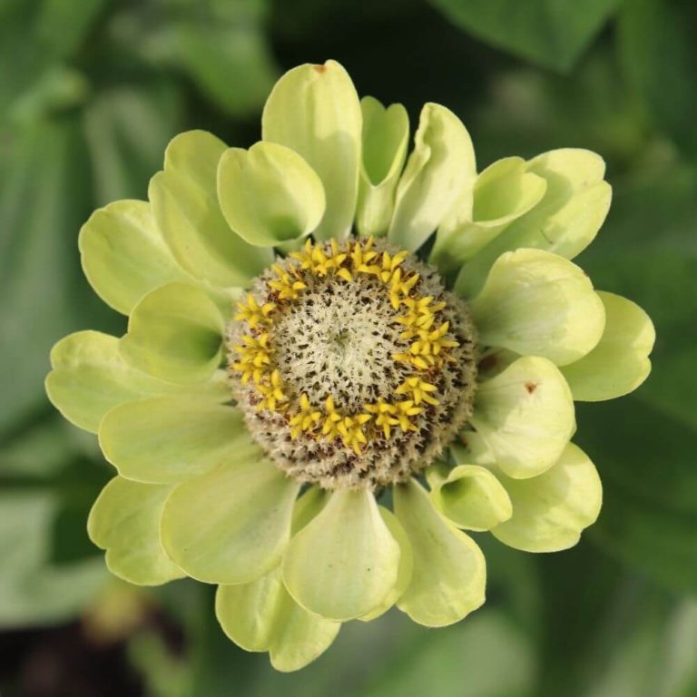 26 Green Flowers: Names, Pictures, List, and Meaning