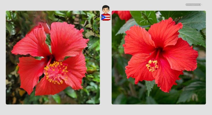 National Flower of Puerto Rico: The Flor de Maga (Thespesia Grandiflora)