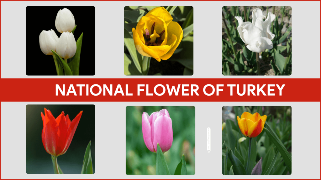 What Is the National Flower of Turkey? Meaning, Symbolism, and History
