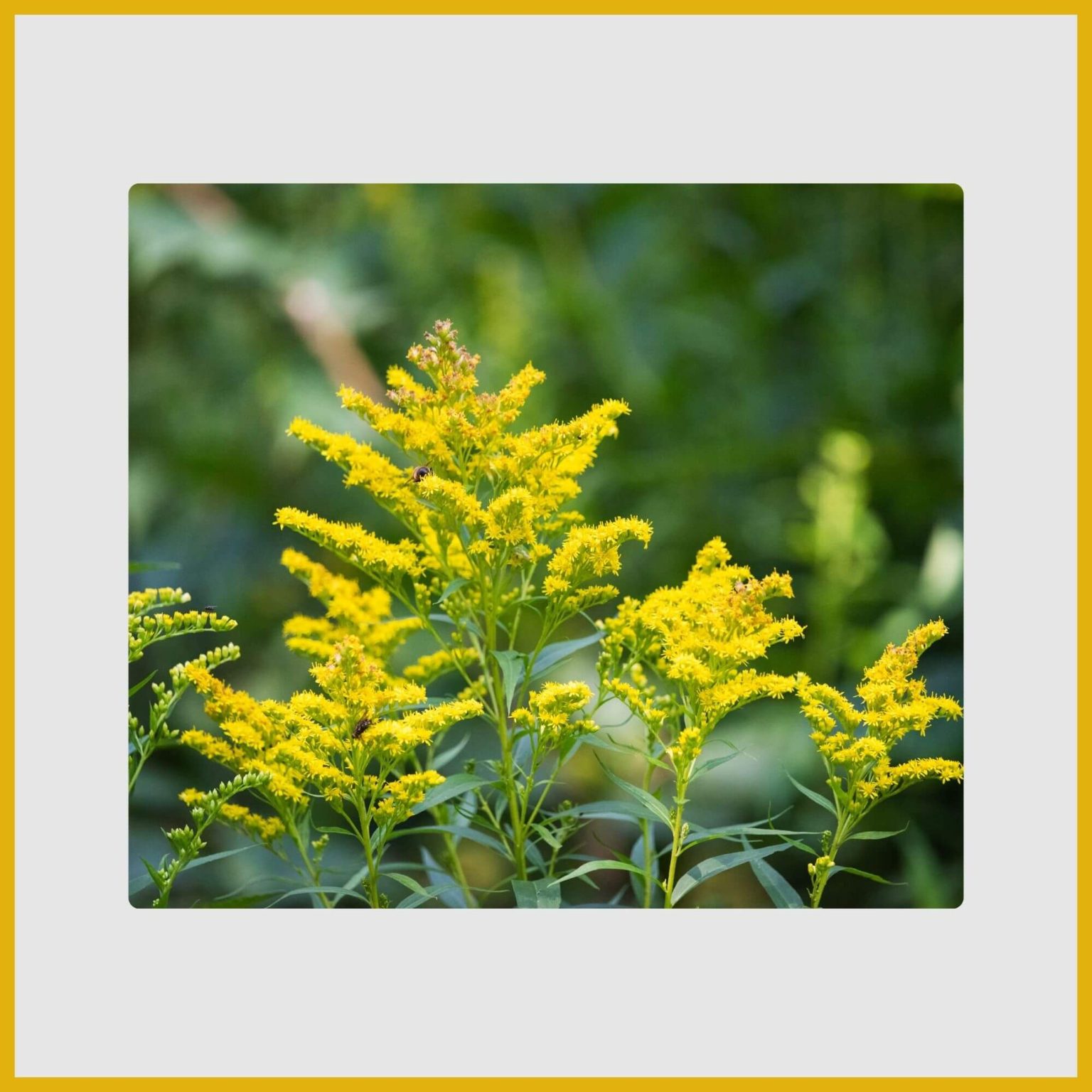40 Yellow Flowers: Names, Pictures & English Pronunciation