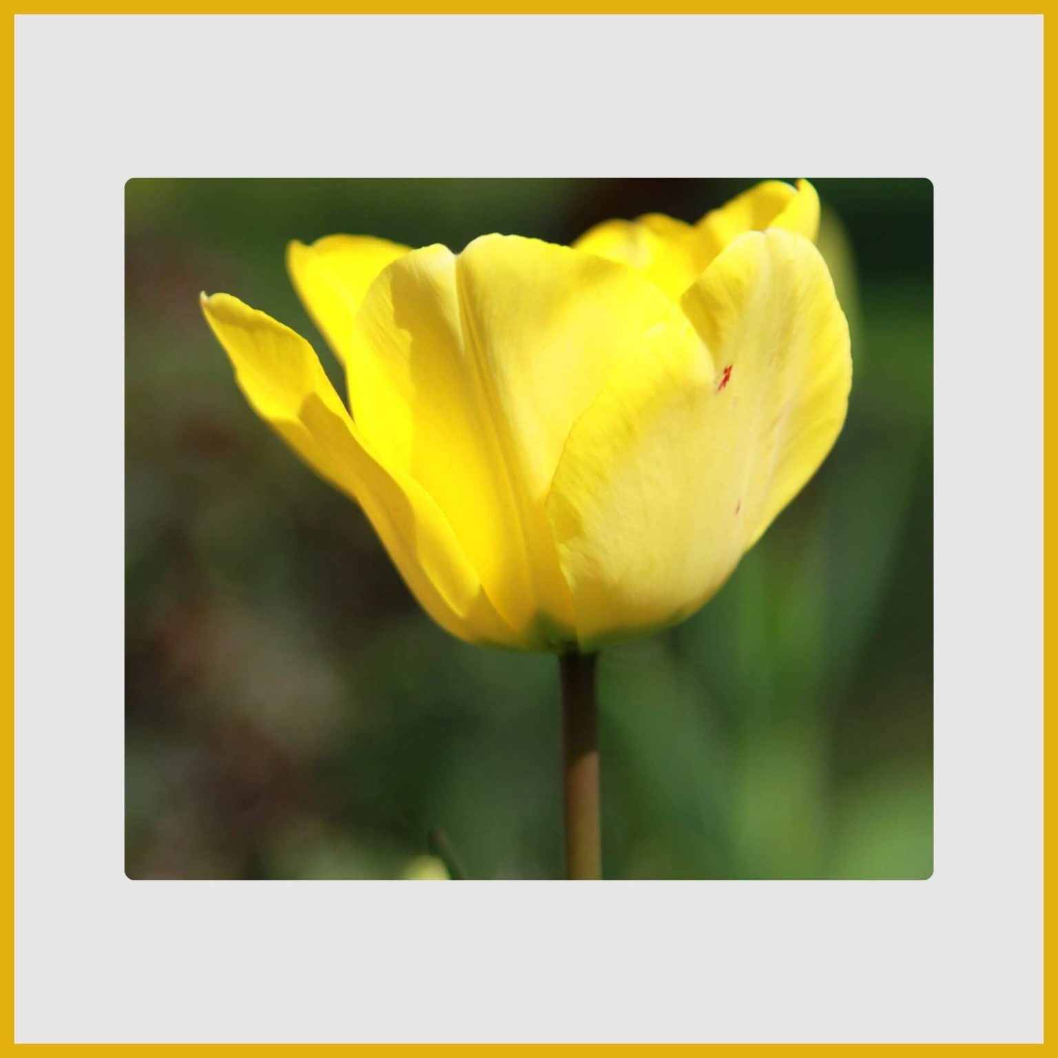 40 Yellow Flowers: Names, Pictures & English Pronunciation