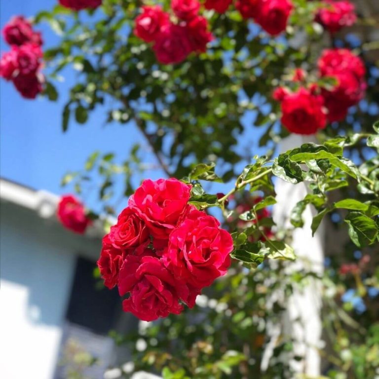 New York State Flower The Rose: What Every Local Should Know