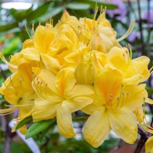 Washington State Flower: How Coast Rhododendron Was Chosen