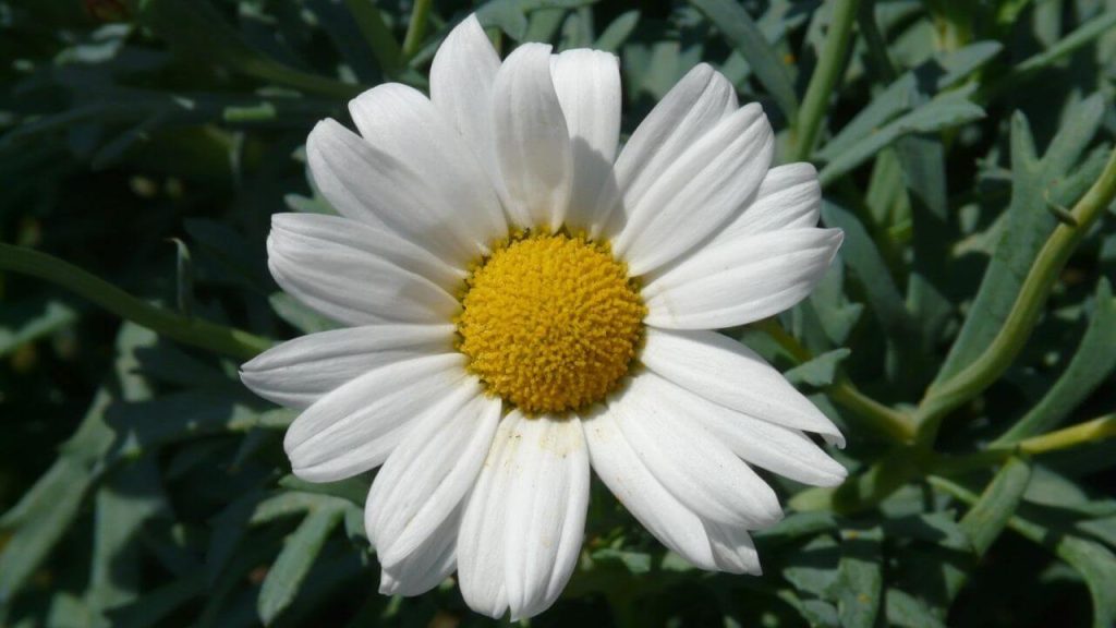 Netherlands National Flower: Why Daisy Won Over the Tulip - Names in ...