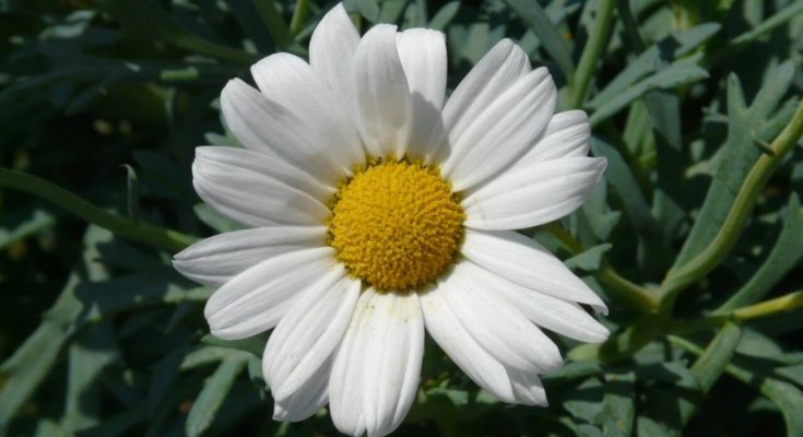 Denmark National Flower: Why its The Daisy