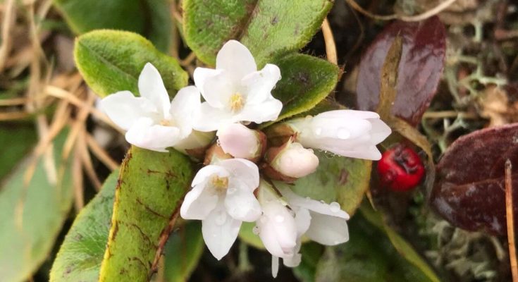 Mayflower – Massachusetts State Flower Meaning & Picture