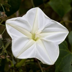 17 Night-Blooming Flower Names & Their Meanings