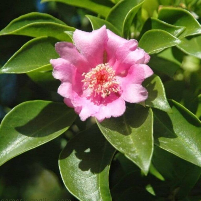 National Flower of Dominican Republic: The Stunning Bayahibe Rose