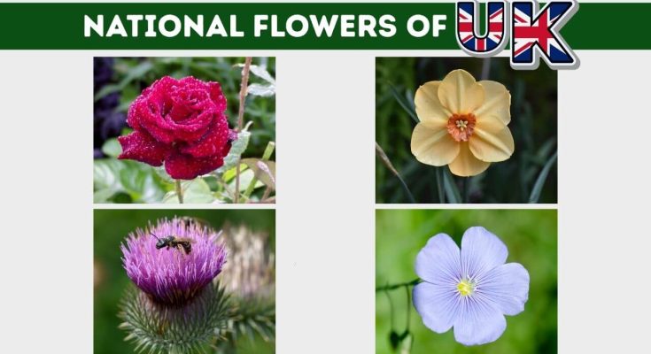 National Flowers of United Kingdom: What They Symbolize