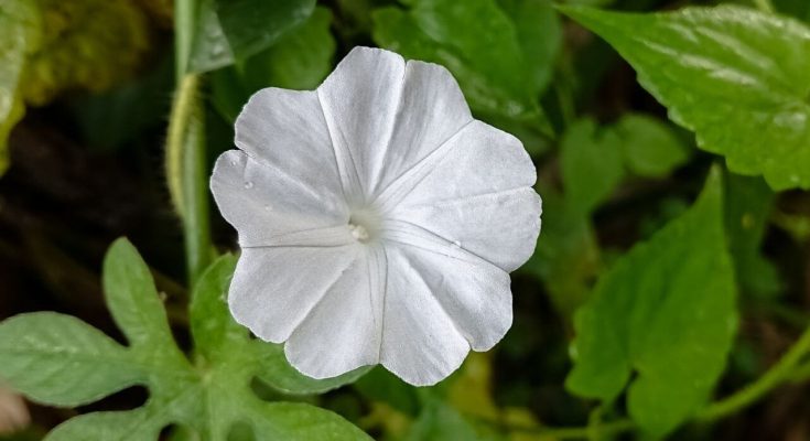 17 Night-Blooming Flower Names & Their Meanings