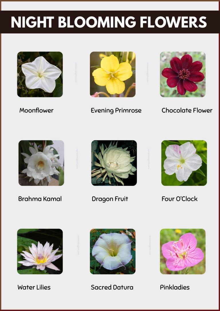17 Night-Blooming Flower Names & Their Meanings