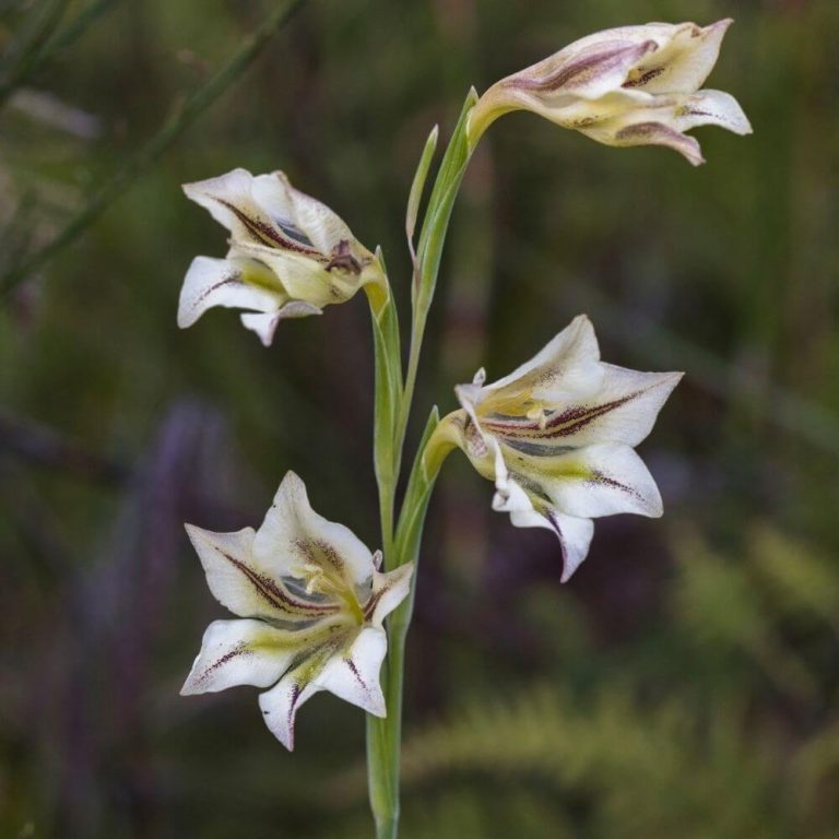 17 Night-Blooming Flower Names & Their Meanings