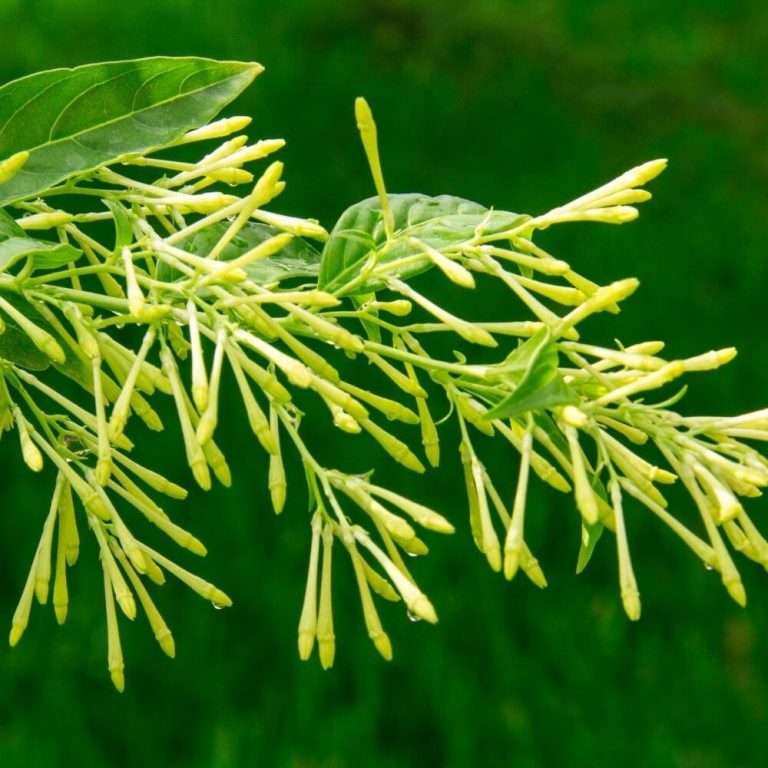17 Night-Blooming Flower Names & Their Meanings