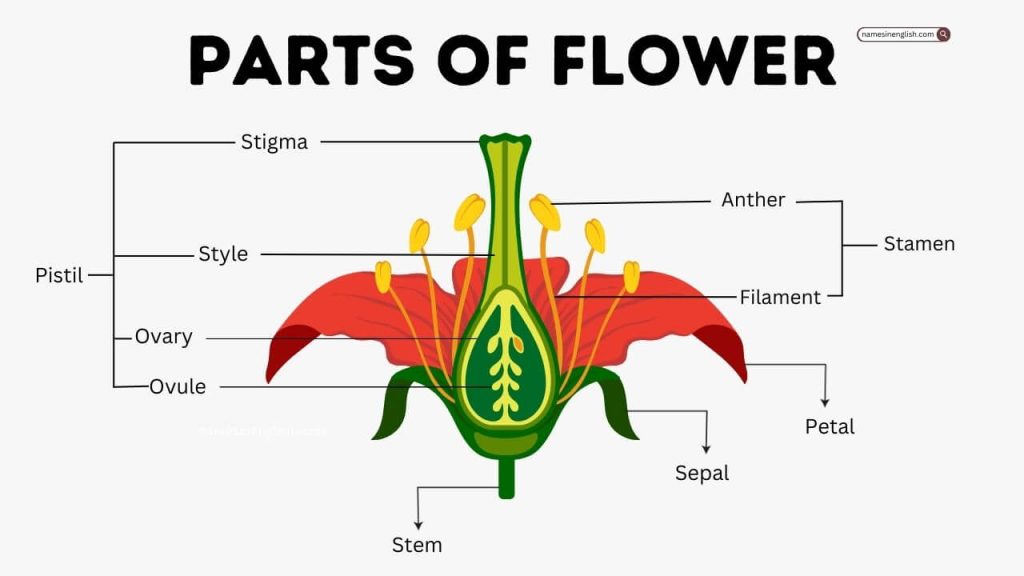 Flower Parts Labeled with Their Names and Functions