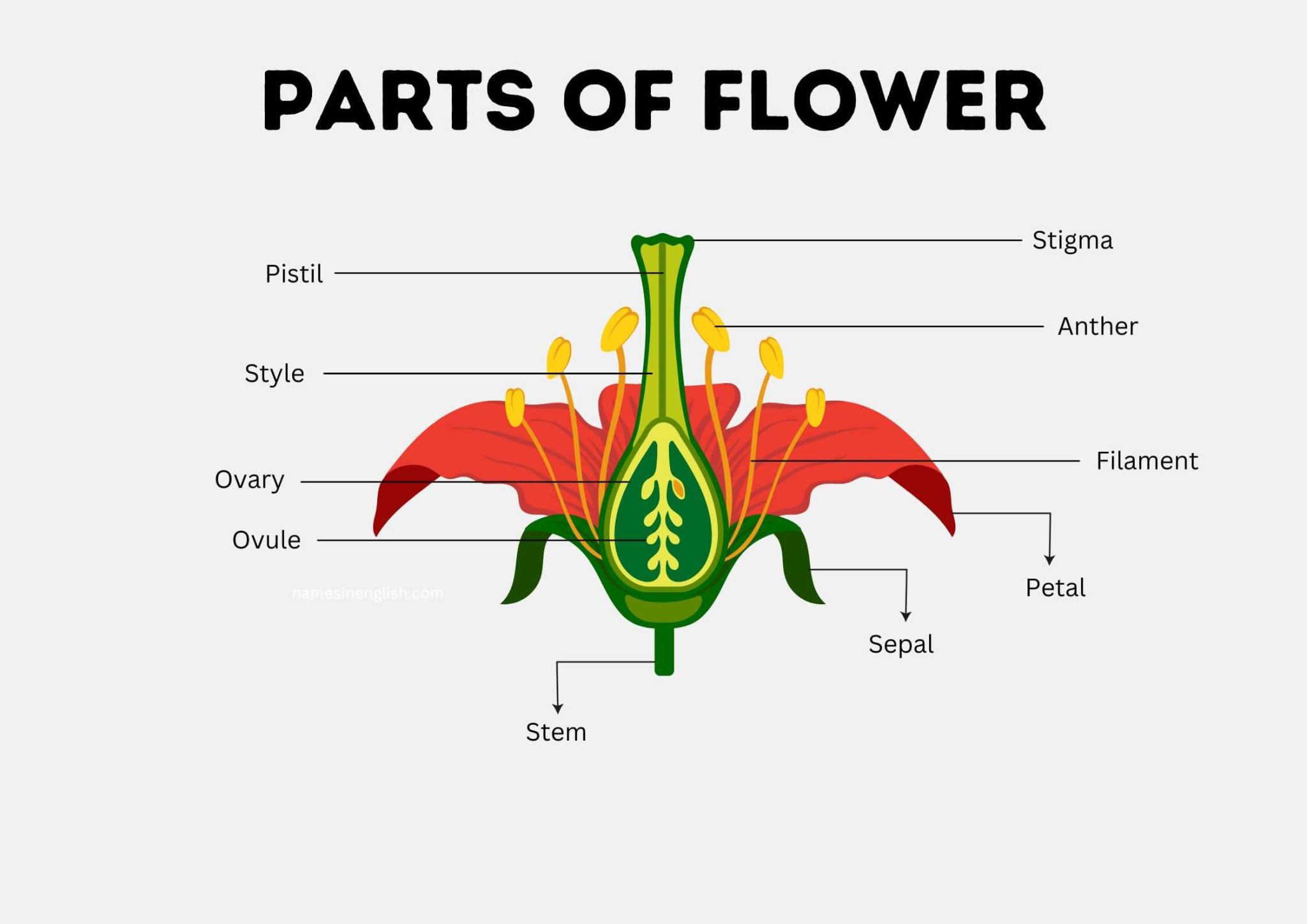 Flower Parts Labeled with Their Names and Functions