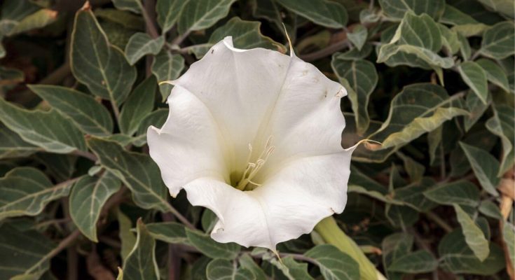 Poisonous Flower Names: Toxic Enough to Kill an Elephant