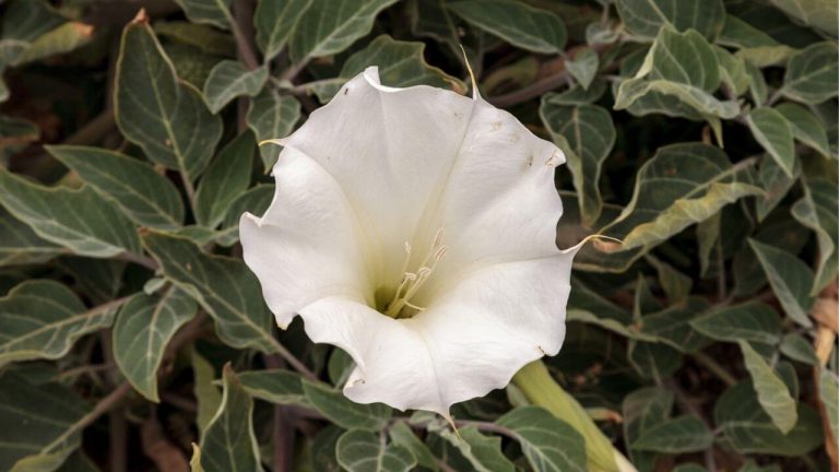 Poisonous Flower Names: Toxic Enough to Kill an Elephant