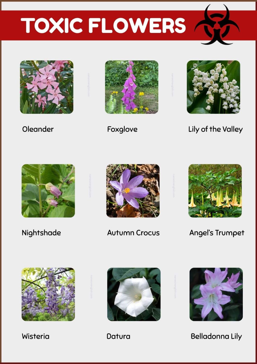 Poisonous Flower Names: Toxic Enough to Kill an Elephant