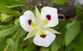 30 Types of Black Flowers (Names and Pictures)