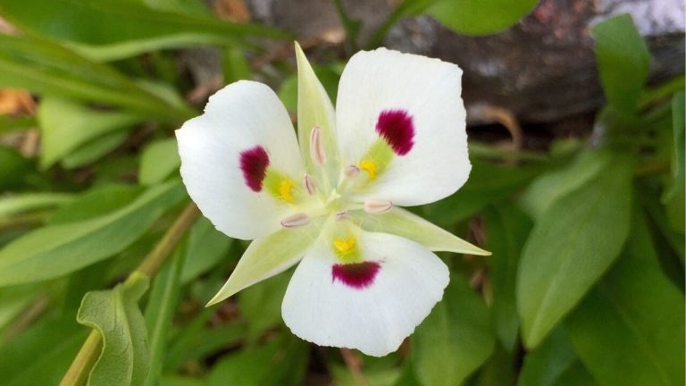 State Flower of Utah – Meet the Beautiful Sego Lily & Its Meaning