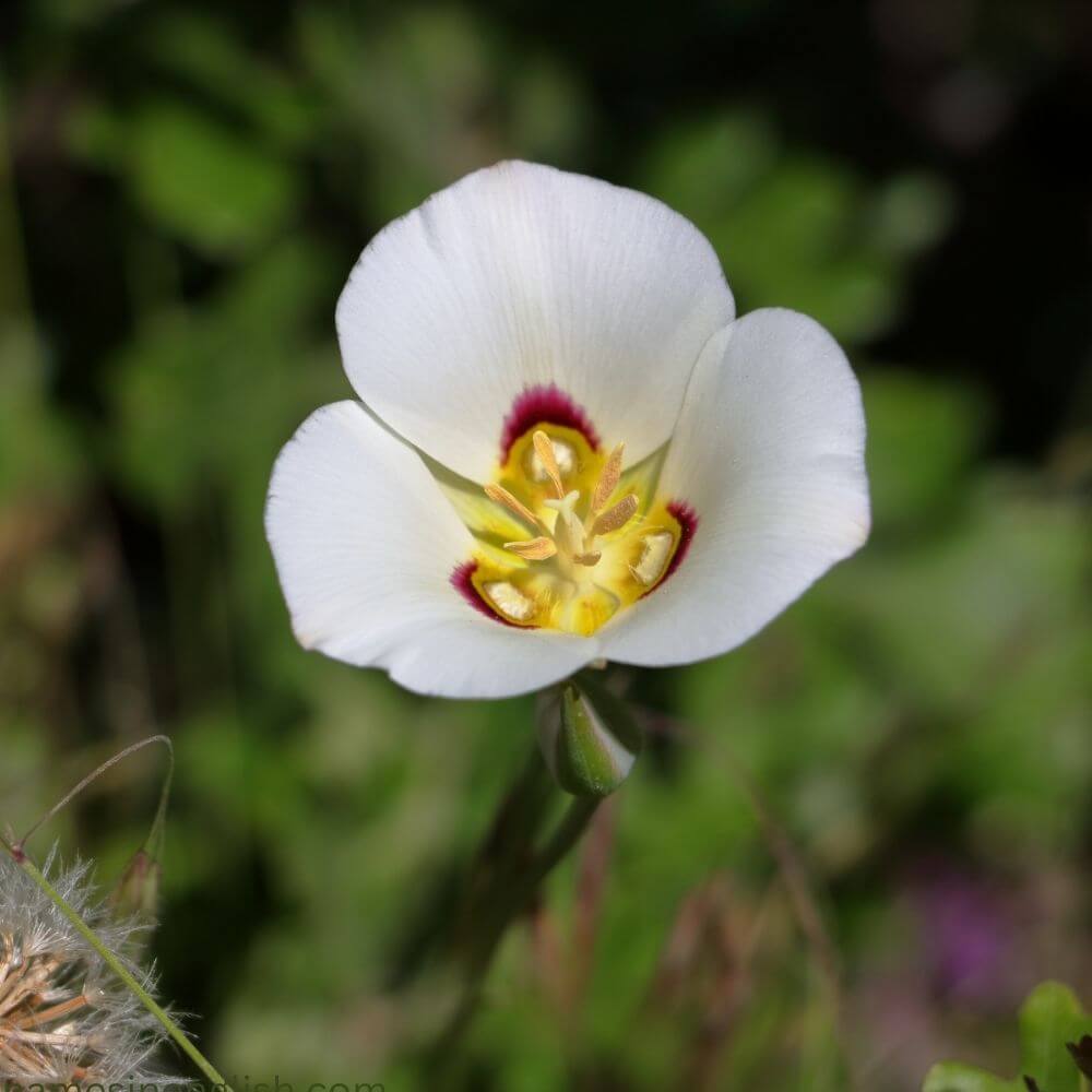 State Flower of Utah – Meet the Beautiful Sego Lily & Its Meaning