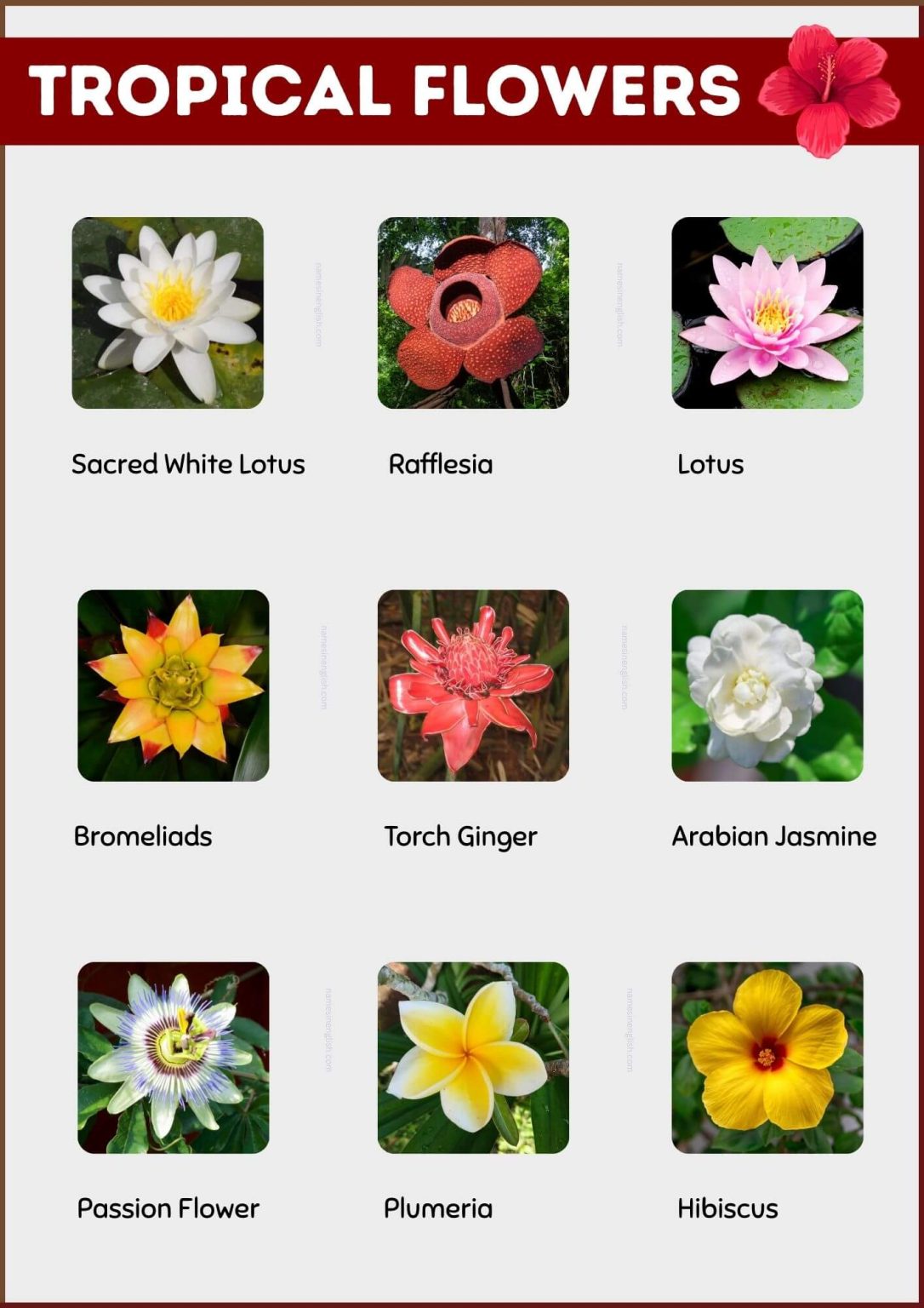 Tropical Flower Names: 40 Bold Blooms That Thrive Anywhere