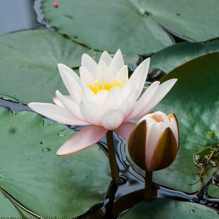 Vietnam National Flower: The Lotus Myth or Fact