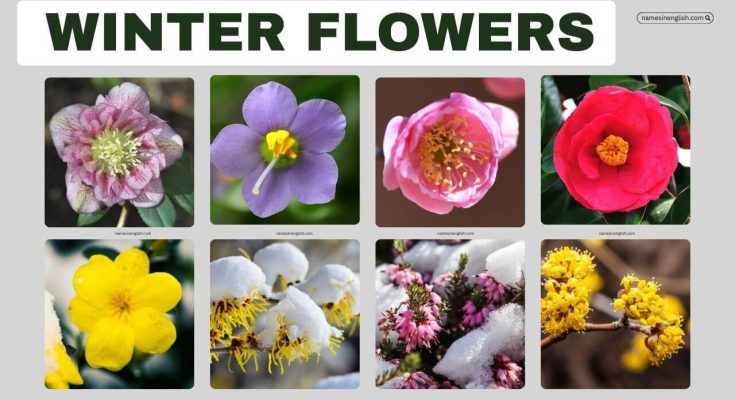 18 Winter Blooming Flower Names You’ll Rarely See Listed