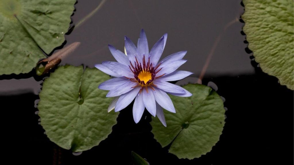 National Flower of Bangladesh: Shapla (Water Lily)