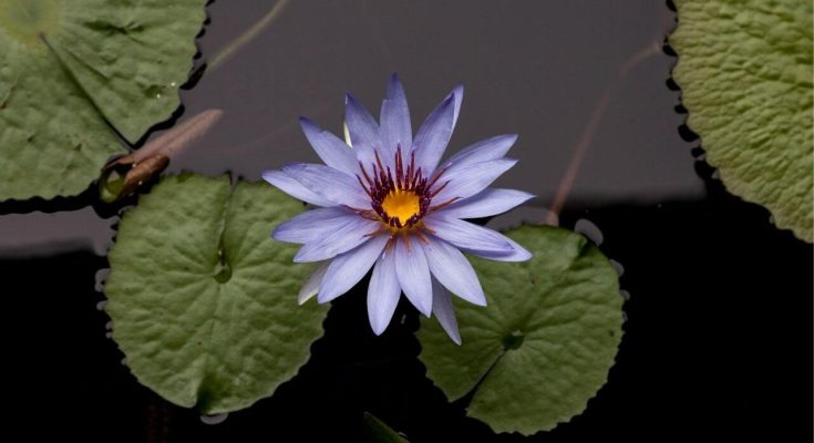National Flower of Bangladesh: Shapla (Water Lily)