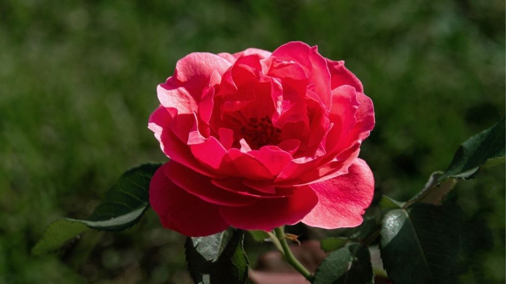 West Virginia State Flower: Meaning & Rhododendron Pictures