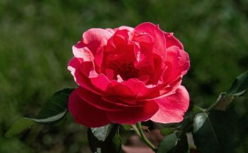 36 Scientific Names of Flowers with Pictures (Common & Botanical Names)