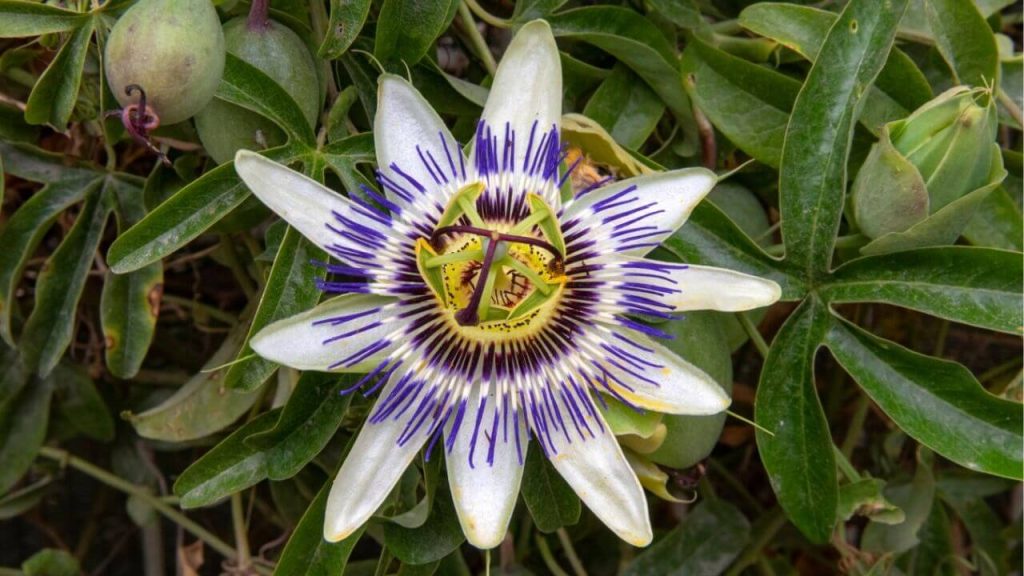 New York State Flower The Rose: What Every Local Should Know