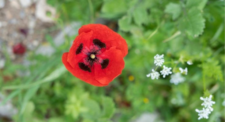 National Flower of Belgium: Red Poppy