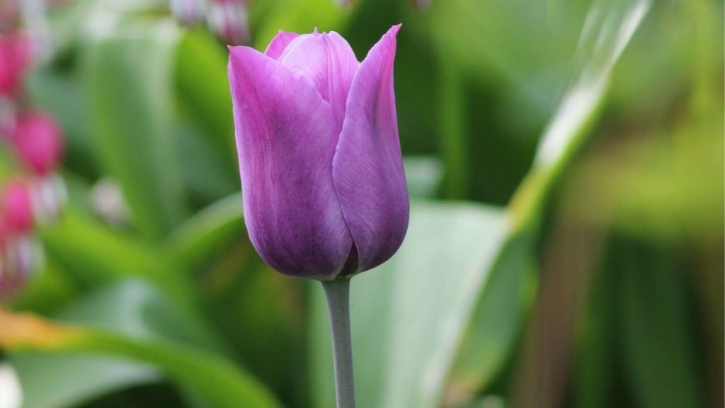 Washington State Flower: How Coast Rhododendron Was Chosen