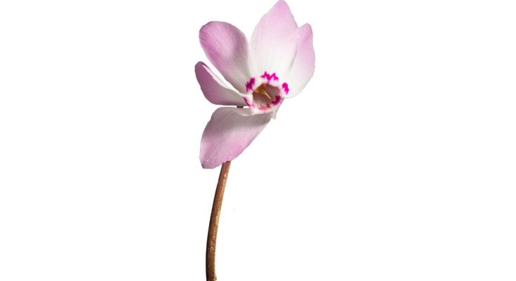 National Flower of Lebanon: 7 Cyclamen Facts Most People Miss