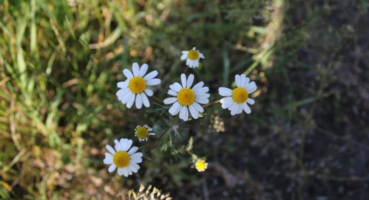 National Flower of Russia: Chamomile Meaning & History