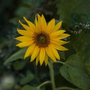 National Flower of Ukraine: How & Why Sunflower Was Chosen