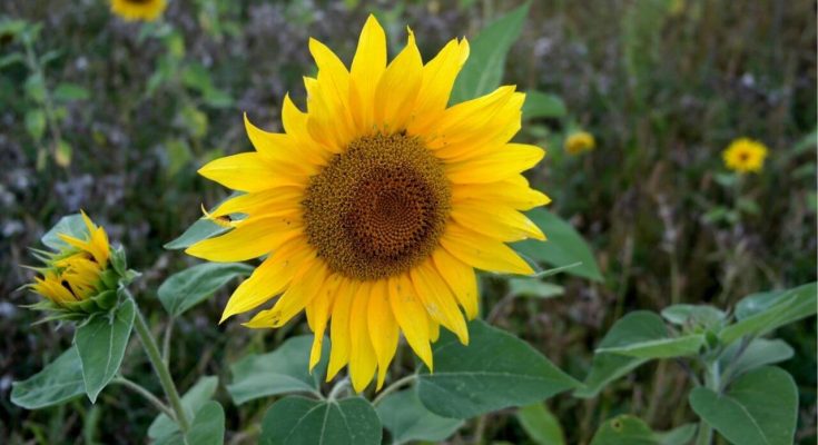 National Flower of Ukraine: How & Why Sunflower Was Chosen
