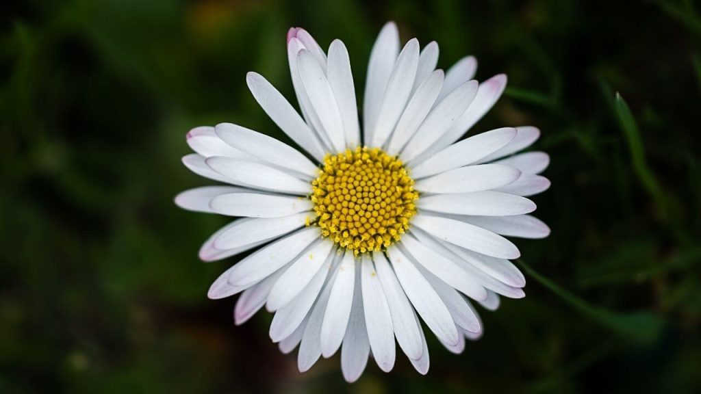 Denmark National Flower: Why its The Daisy