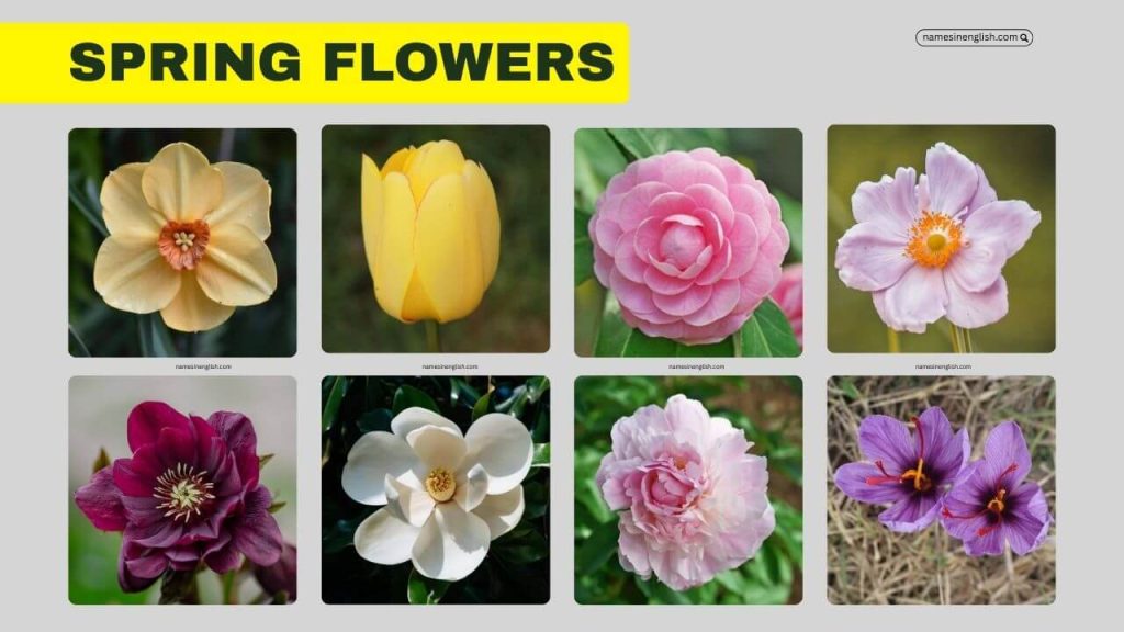18 Must-See Spring Flowers Names: Care, Tips & Pictures - Names in English