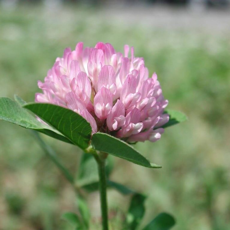 Vermont State Flower: What Makes Red Clover Uniquely Vermont